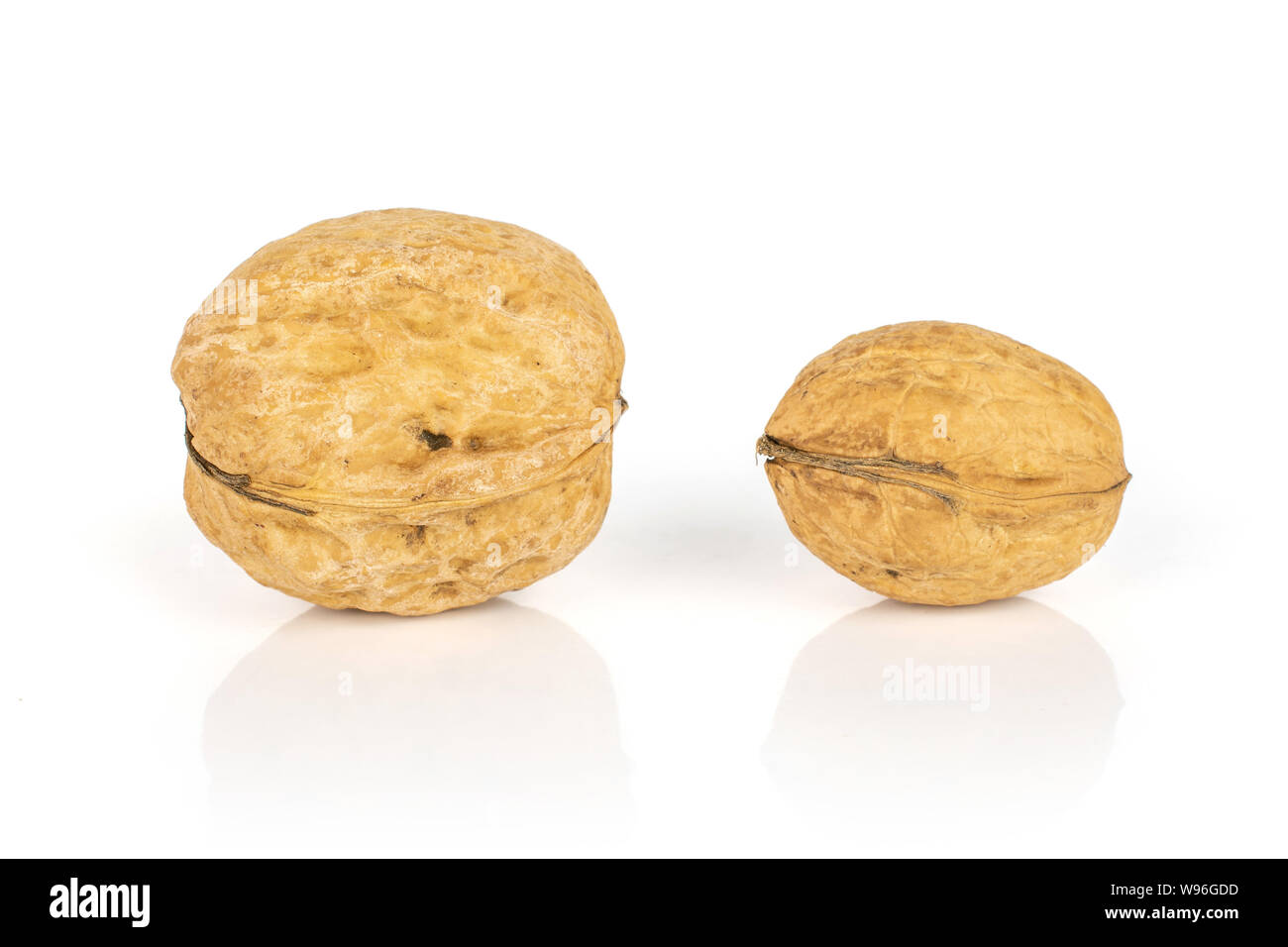 Group of two whole ripe brown walnut one is smaller and the other is ...