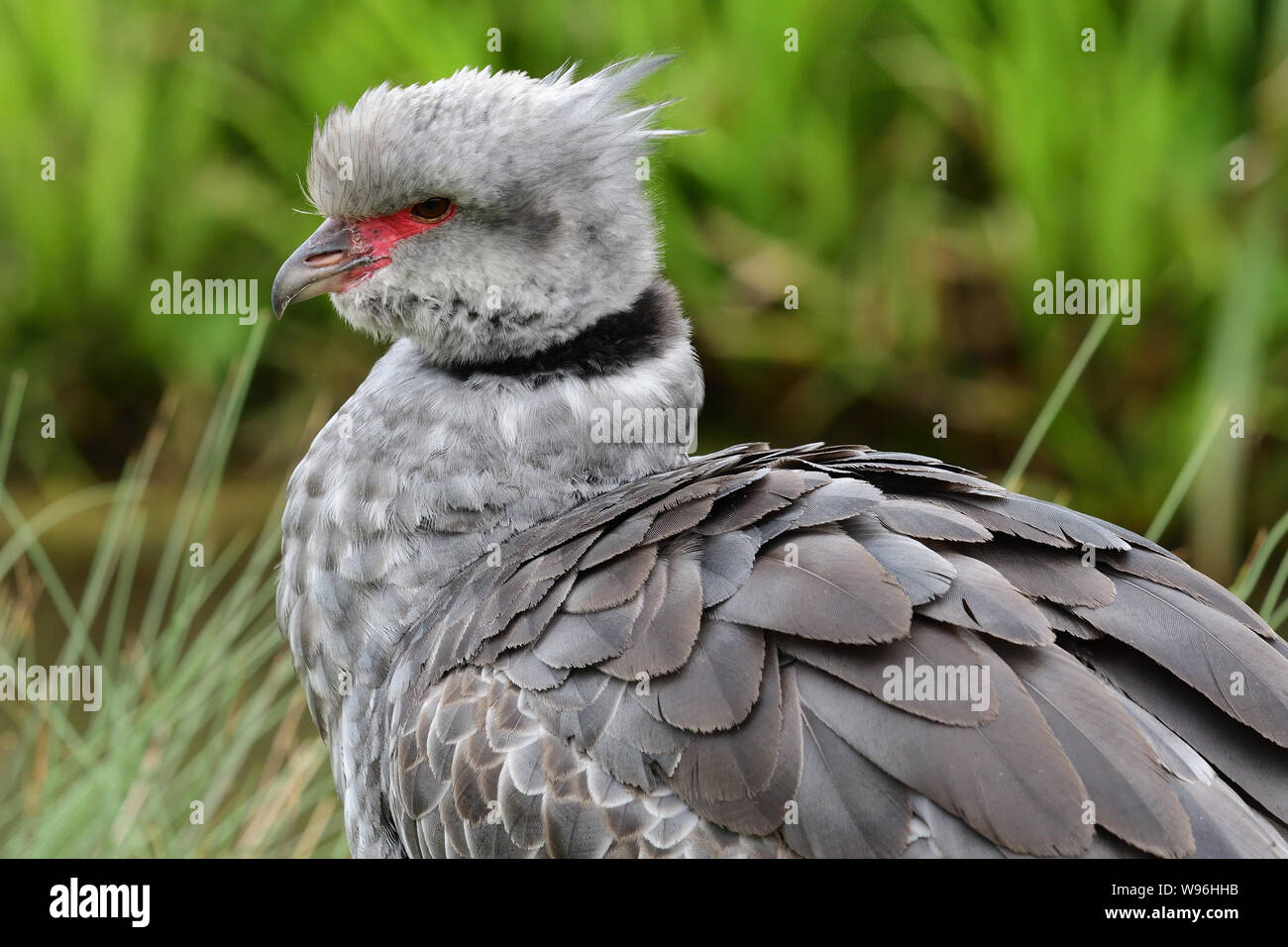 Close up portrait of a southern screamer (chauna torquata Stock Photo ...