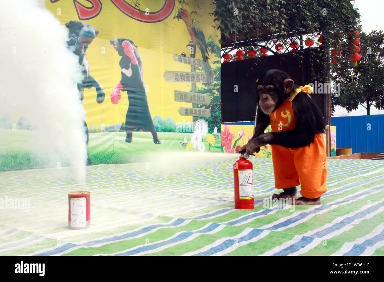 chimpanzee Zhen Ni (Zhenni or Janet) uses a fire extinguisher during an ...
