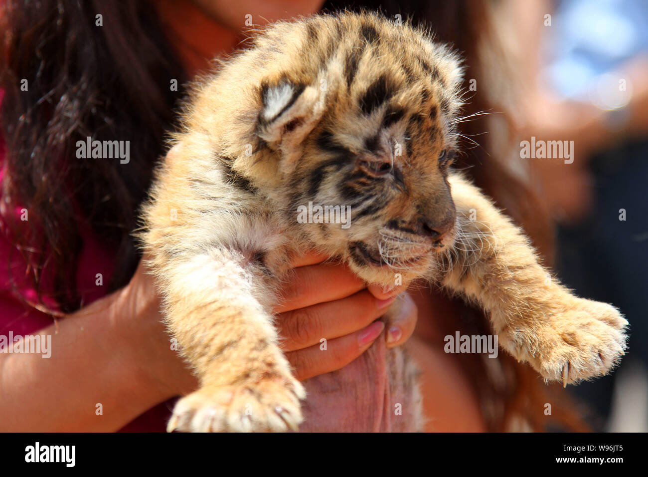 The Cutest Baby Tiger In The World