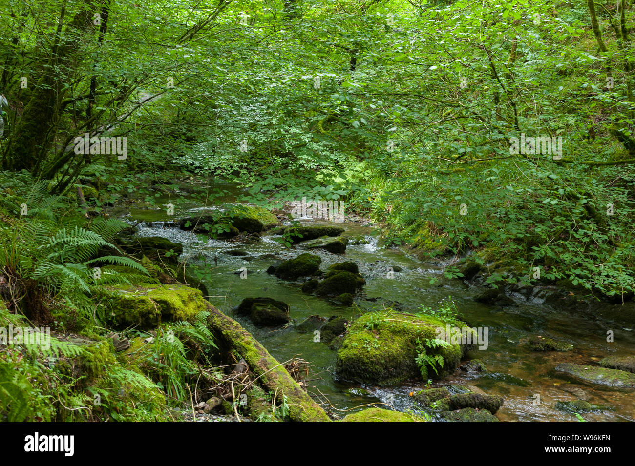 The Lyd river in the Lydford Gorge, Dartmoor, Devon, UK Stock Photo - Alamy