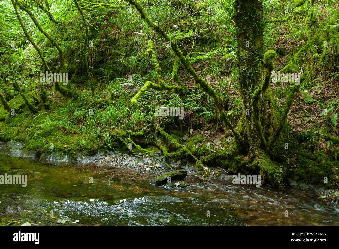 The Lyd river in the Lydford Gorge, Dartmoor, Devon, UK Stock Photo - Alamy