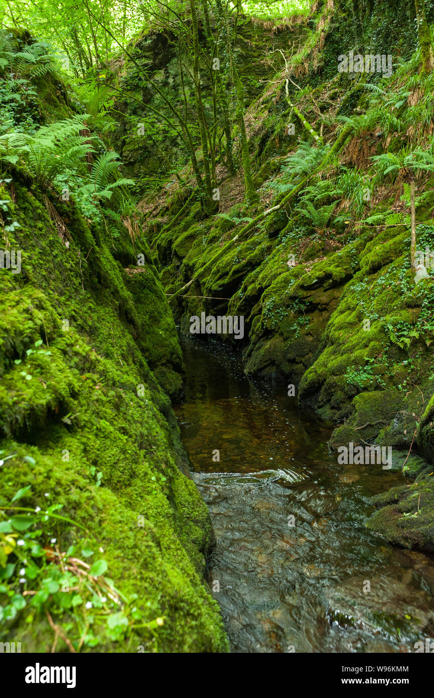 The Lyd river in the Lydford Gorge, Dartmoor, Devon, UK Stock Photo - Alamy