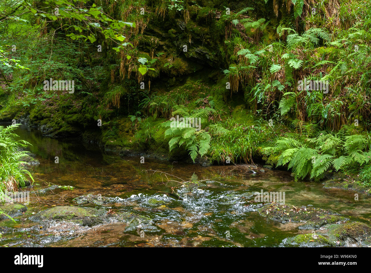 The Lyd river in the Lydford Gorge, Dartmoor, Devon, UK Stock Photo - Alamy