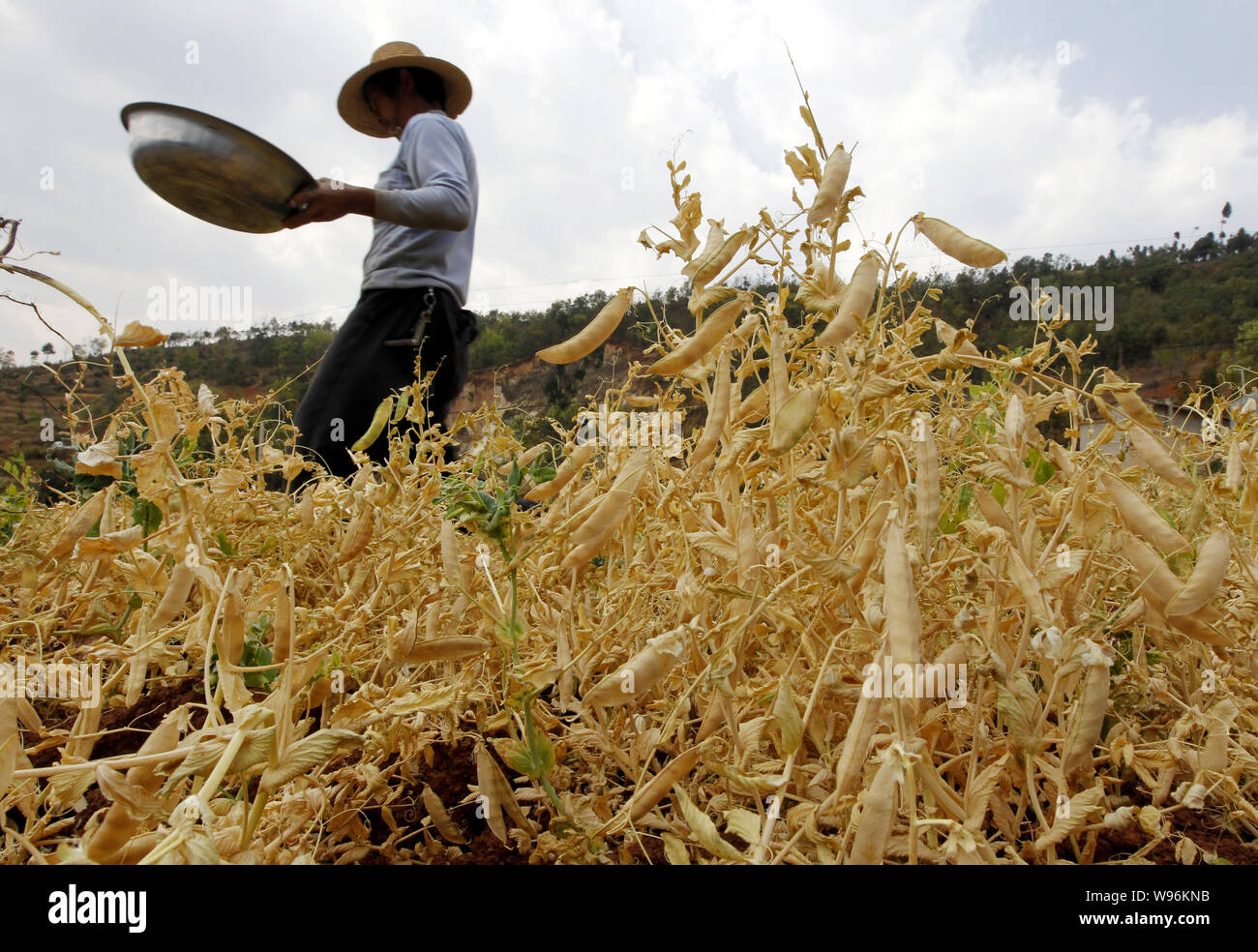 A Chinese farmer walks through his dried-up pea field during a drought ...
