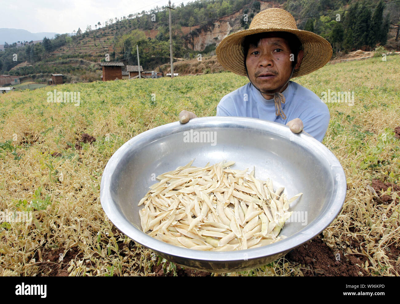 A Chinese farmer shows dried-up peas in his field caused by the drought ...