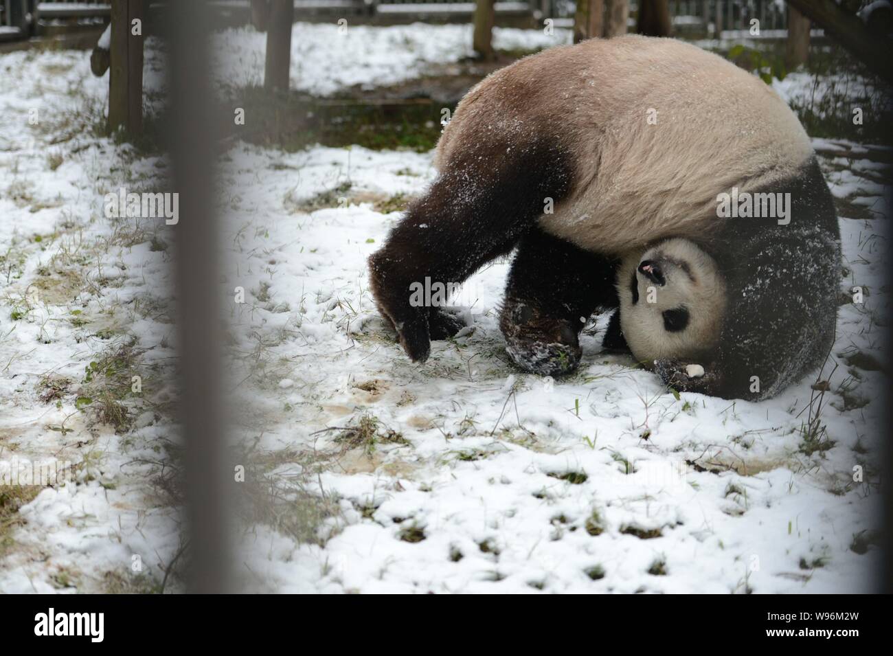 Giant panda Wei Wei tumbles in the snow at Wuhan Zoo in Wuhan city ...