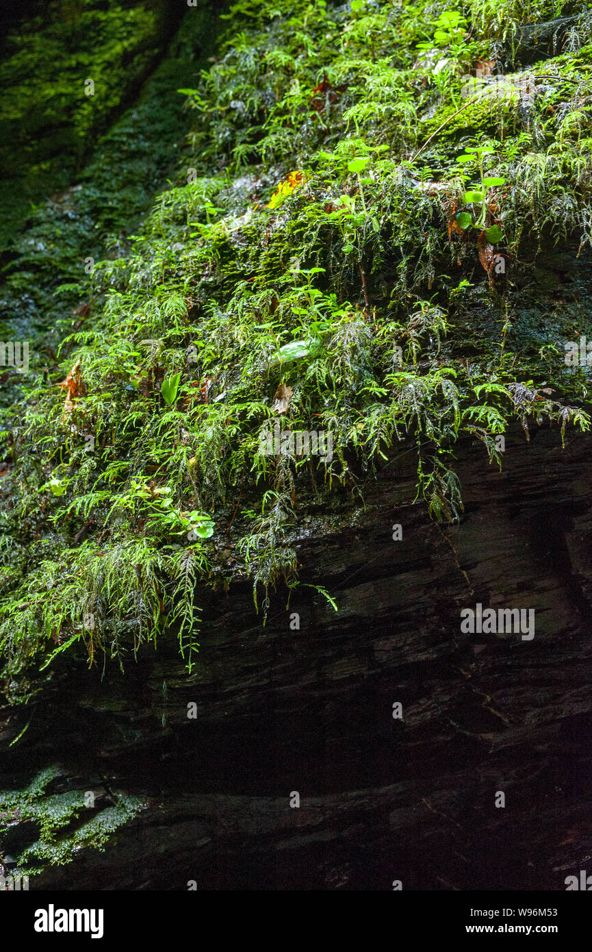 Some scenic point in the Devil's Cauldron, Lydford Gorge, Dartmoor ...