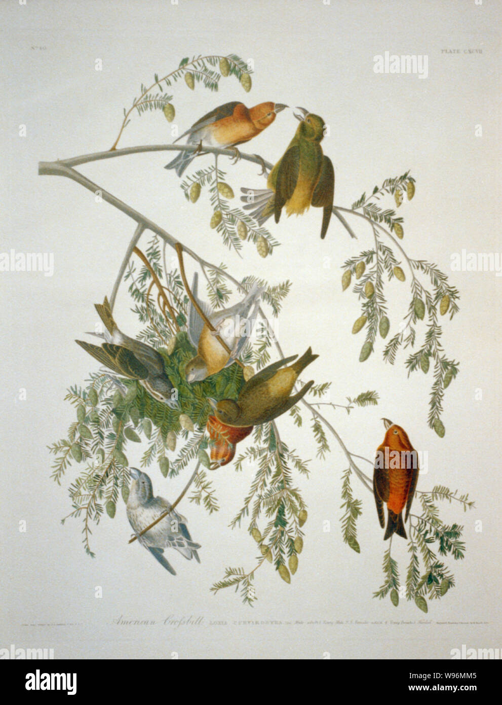 American crossbill hi-res stock photography and images - Alamy