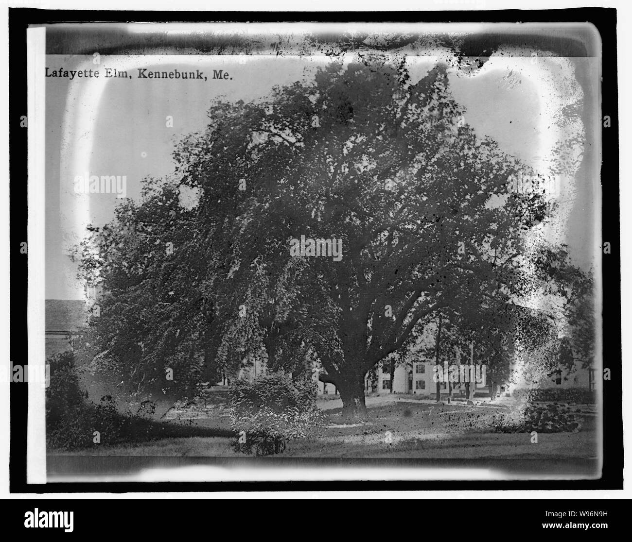 American elm tree Black and White Stock Photos & Images - Alamy