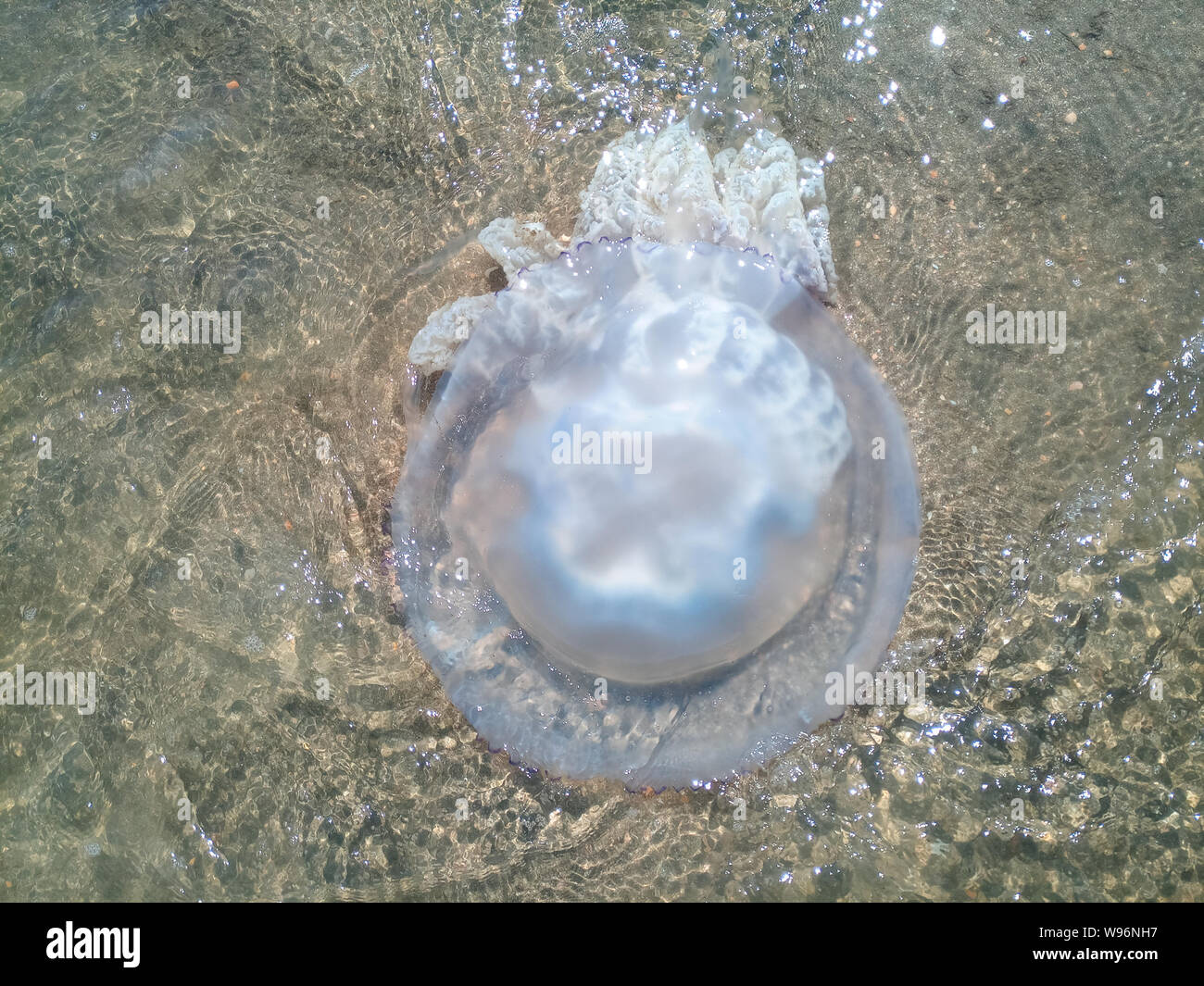Dead jellyfish in the shallow waters of the seashore. Jellyfish ...