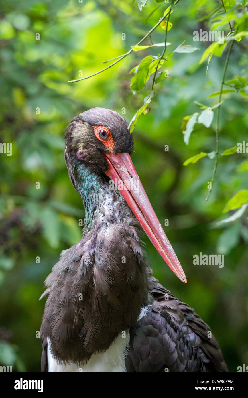 Brauner storch hi-res stock photography and images - Alamy