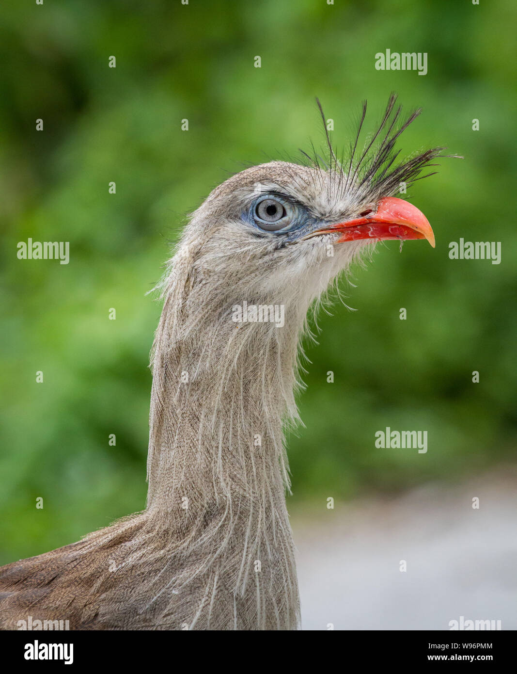 Captive red legged seriema cariama cristata hi-res stock photography ...