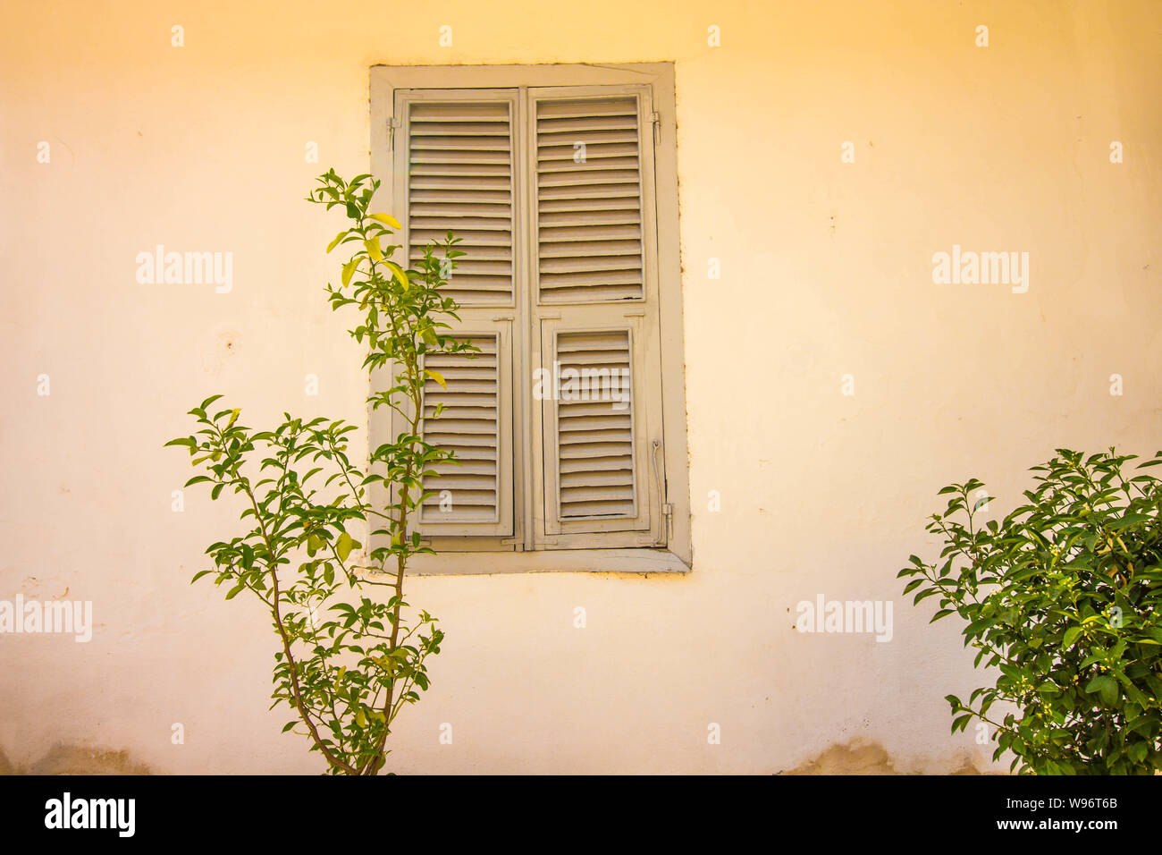 A small bush grows in front of the wall of the house. In the wall, one ...