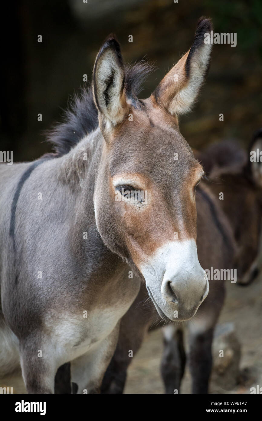 Portrait of a domestic donkey (Equus asinus asinus Stock Photo - Alamy