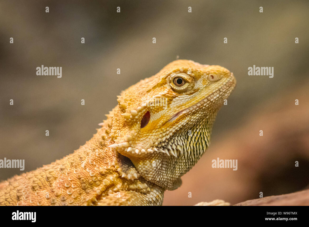 Bearded Dragon Zoo High Resolution Stock Photography and Images - Alamy