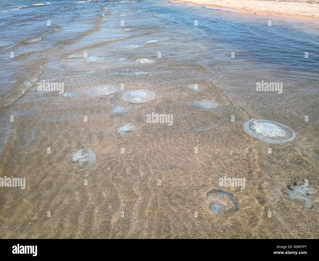 Dead jellyfish in the shallow waters of the seashore. Jellyfish ...