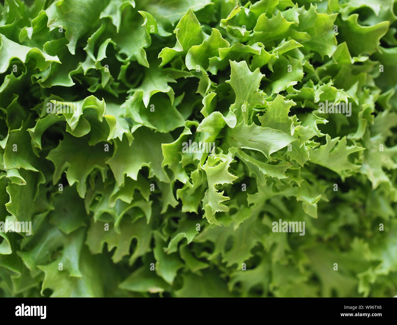 Curly endive hi-res stock photography and images - Alamy