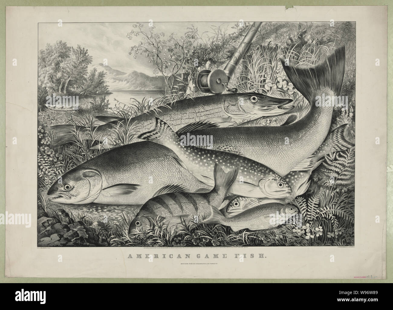 American game fish Stock Photo - Alamy