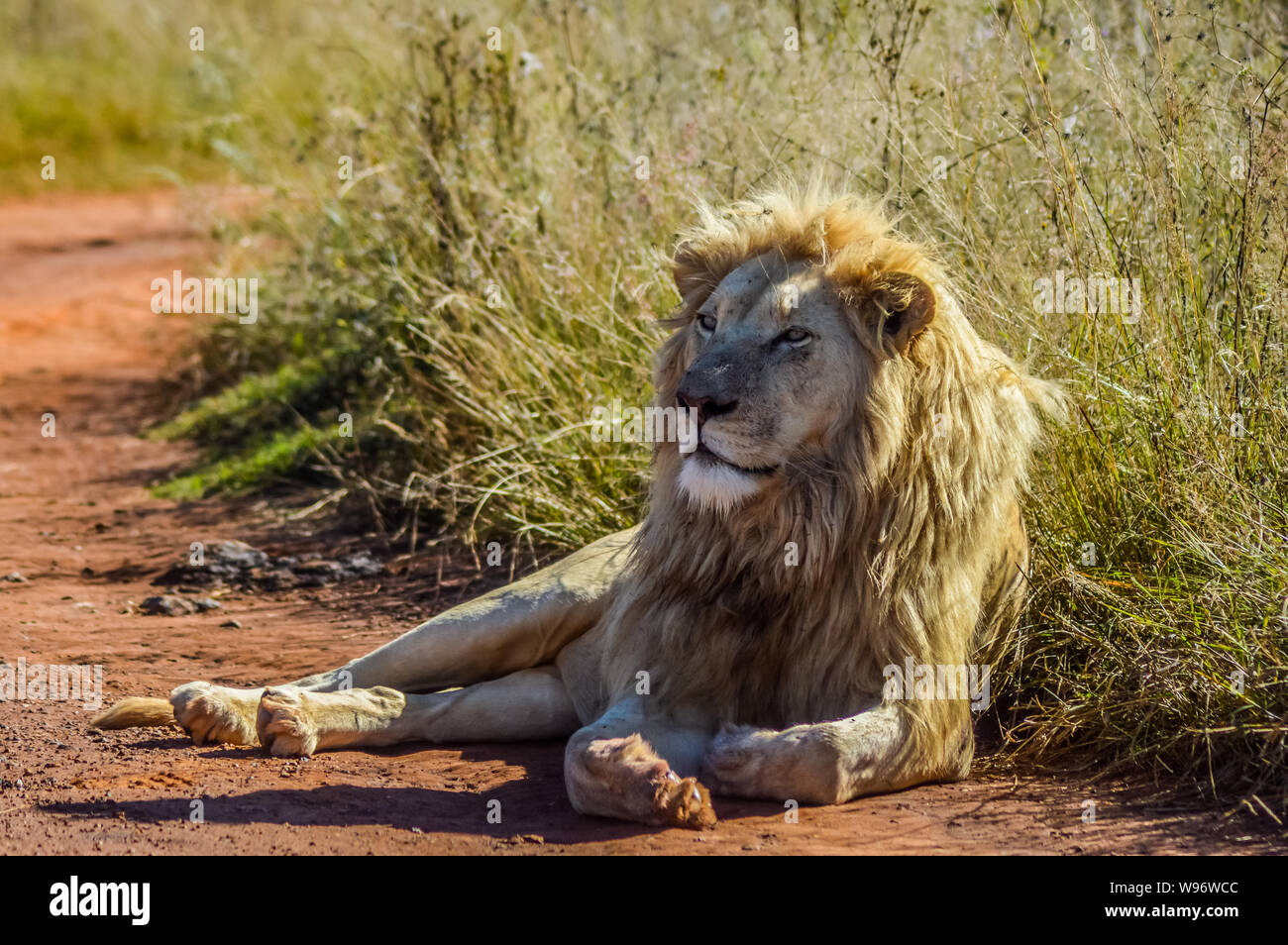 Rhino And Lion Reserve