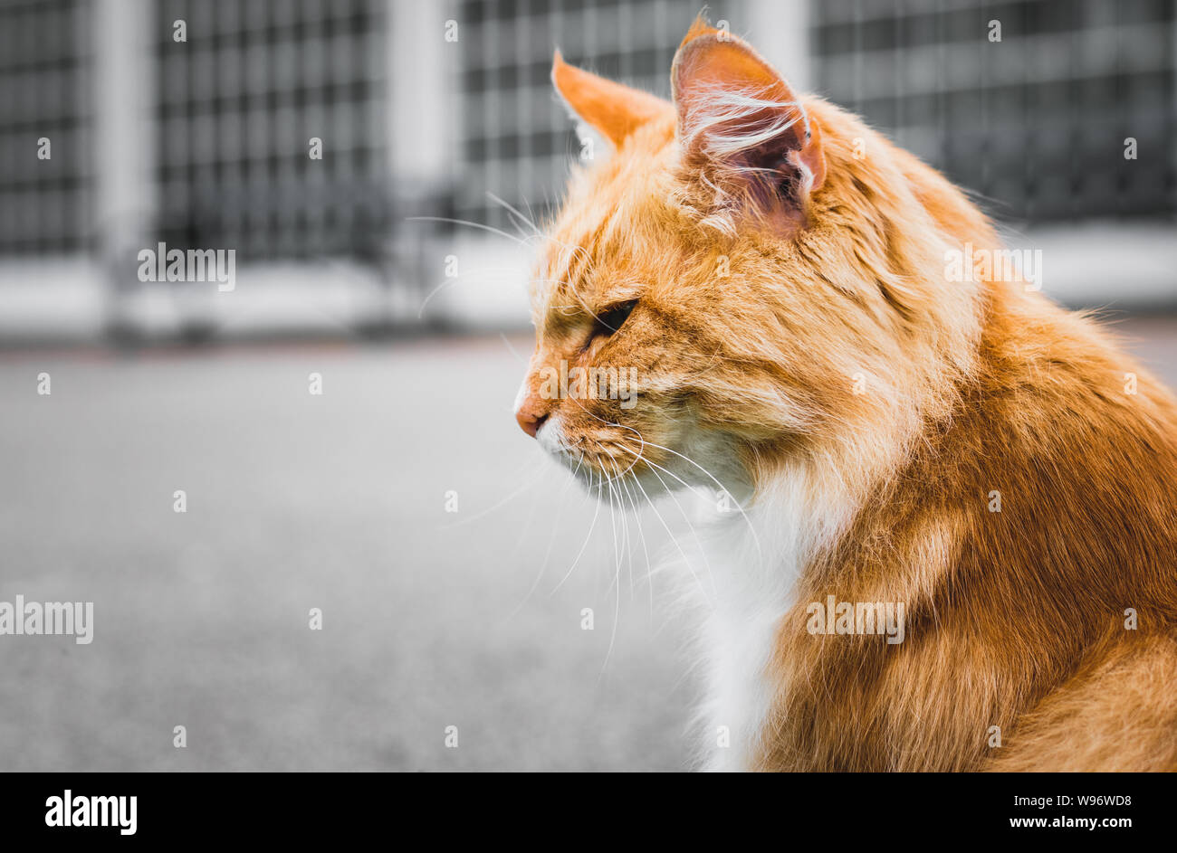 Cat Looking To The Left