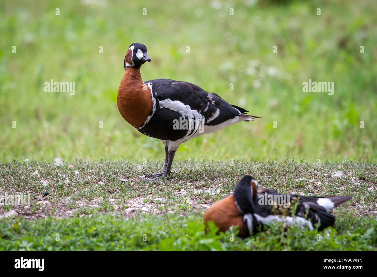 Branta ruficollis (red-breasted goose) in captivity Stock Photo - Alamy
