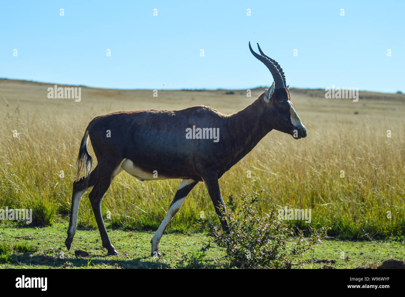 Portrait of a common Tsessebe (Damaliscus lunatus) antelope in ...