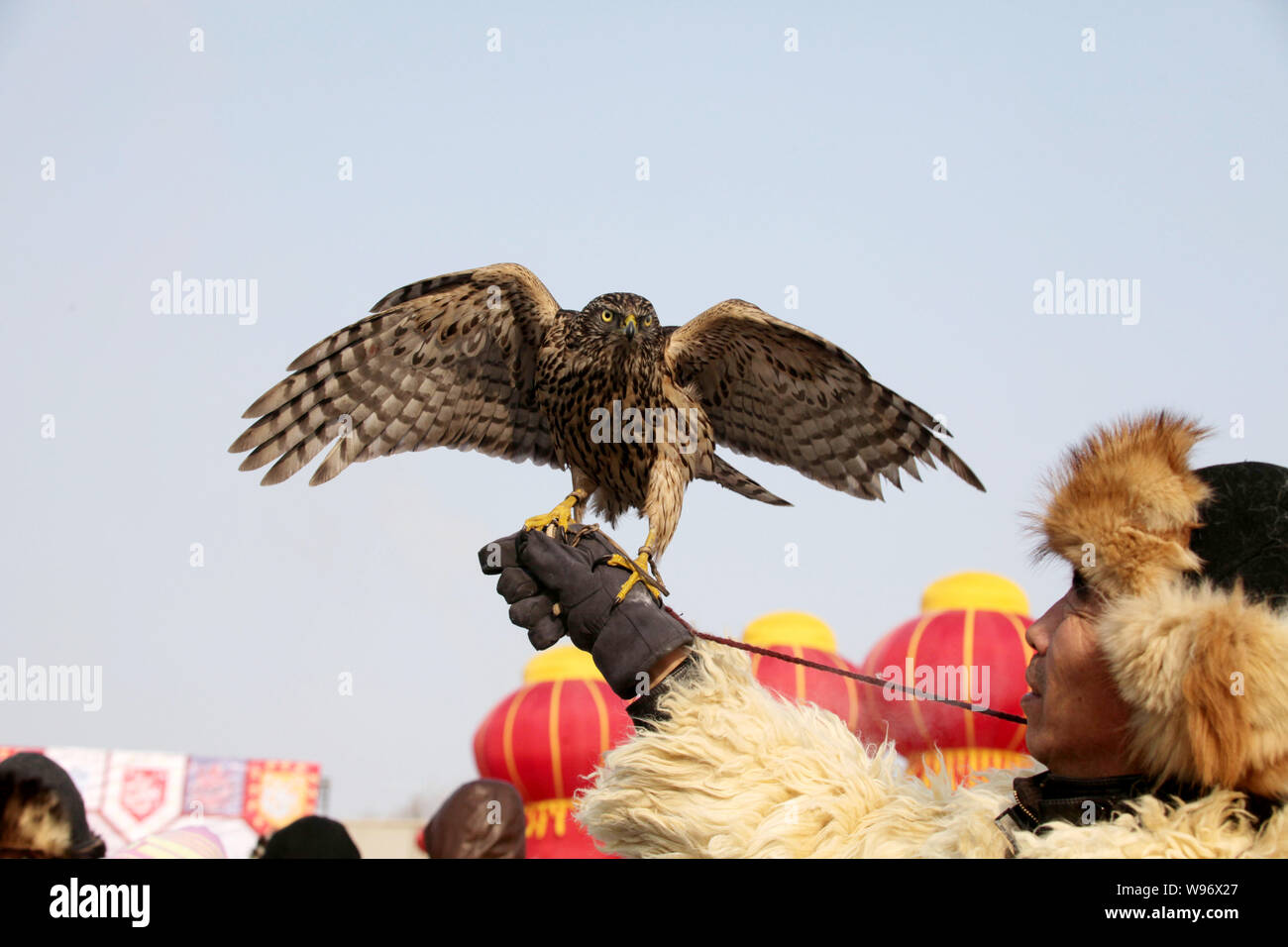 A Chinese hunter shows his falcon during the Second Manchu Falcon ...