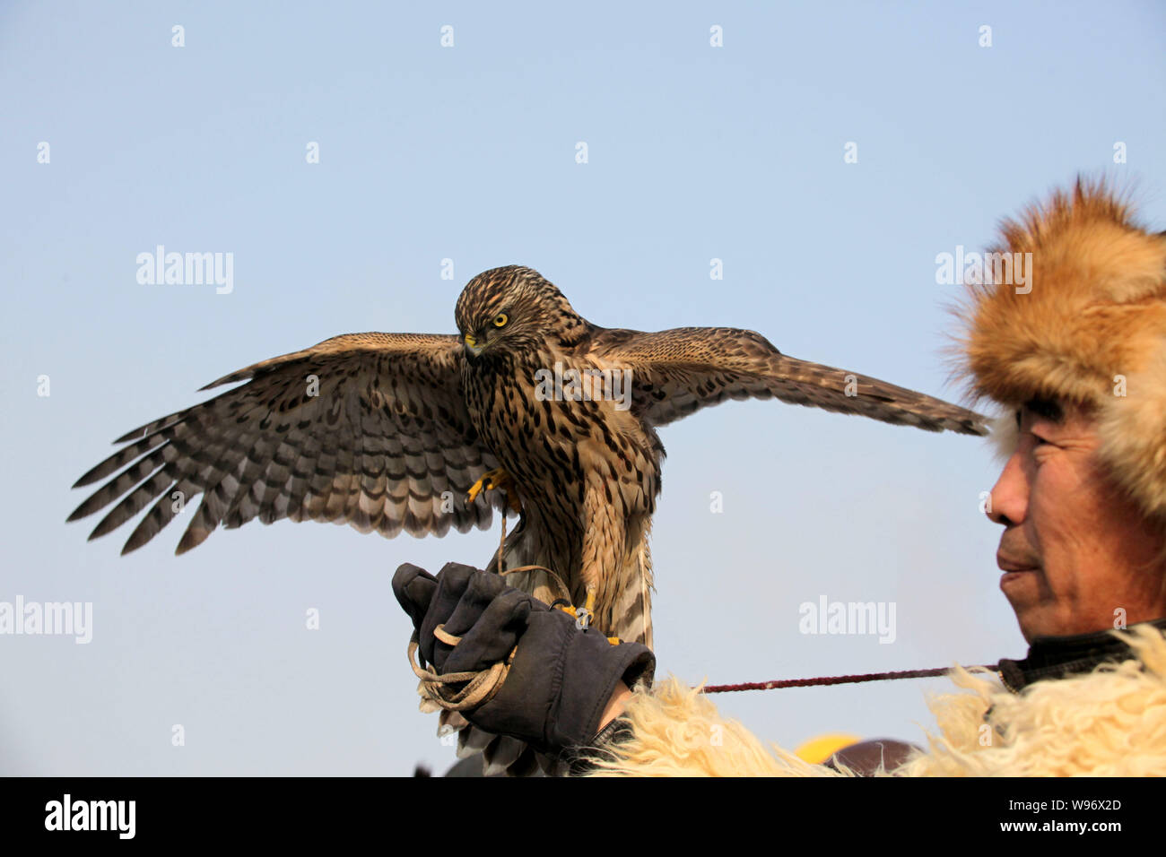A Chinese hunter shows his falcon during the Second Manchu Falcon ...