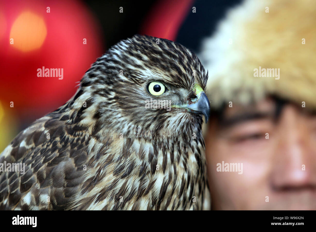 A Chinese hunter shows his falcon during the Second Manchu Falcon ...