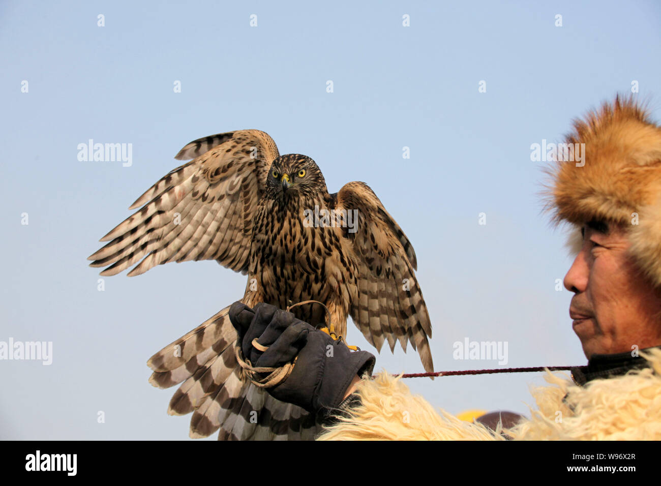 A Chinese hunter shows his falcon during the Second Manchu Falcon ...