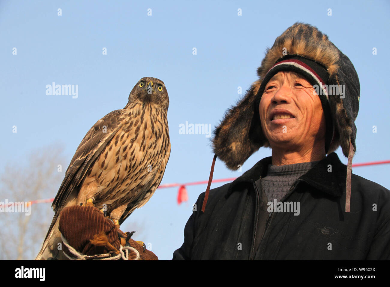A Chinese hunter shows his falcon during the Second Manchu Falcon ...