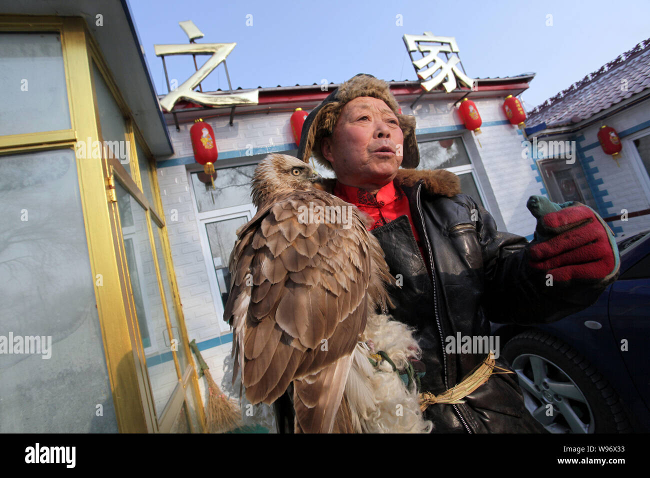 A Chinese hunter shows his falcon during the Second Manchu Falcon ...