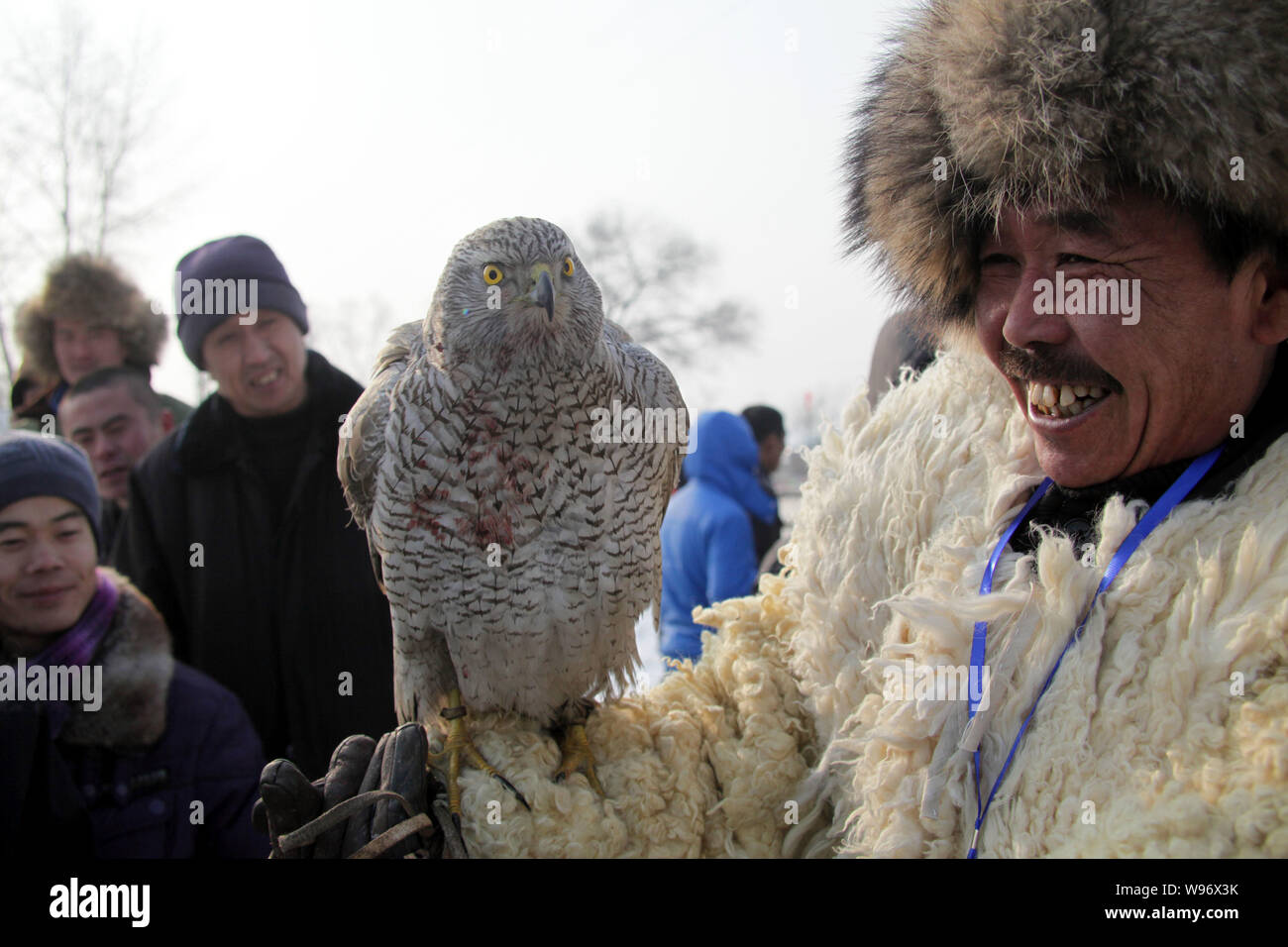 A Chinese hunter shows his falcon during the Second Manchu Falcon ...