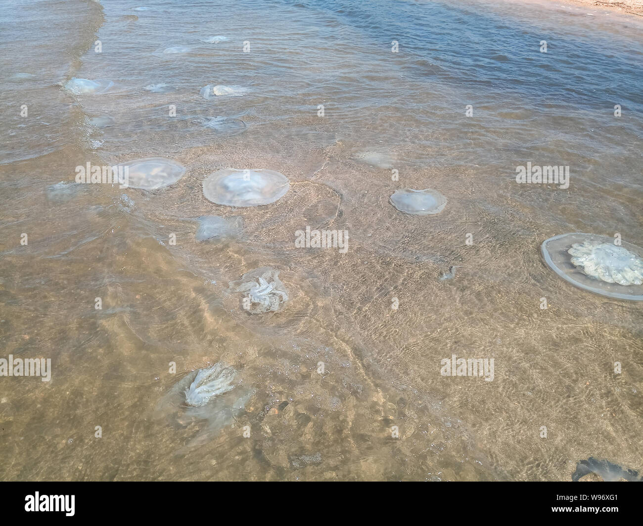 Dead jellyfish in the shallow waters of the seashore. Jellyfish ...