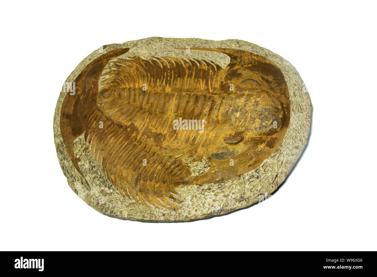 Fossil location Cut Out Stock Images & Pictures - Alamy