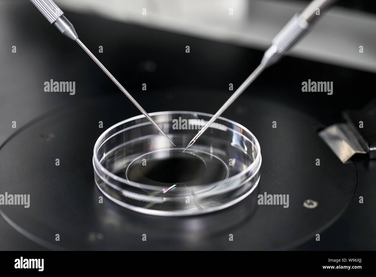 Process of in vitro fertilization in laboratory Stock Photo - Alamy