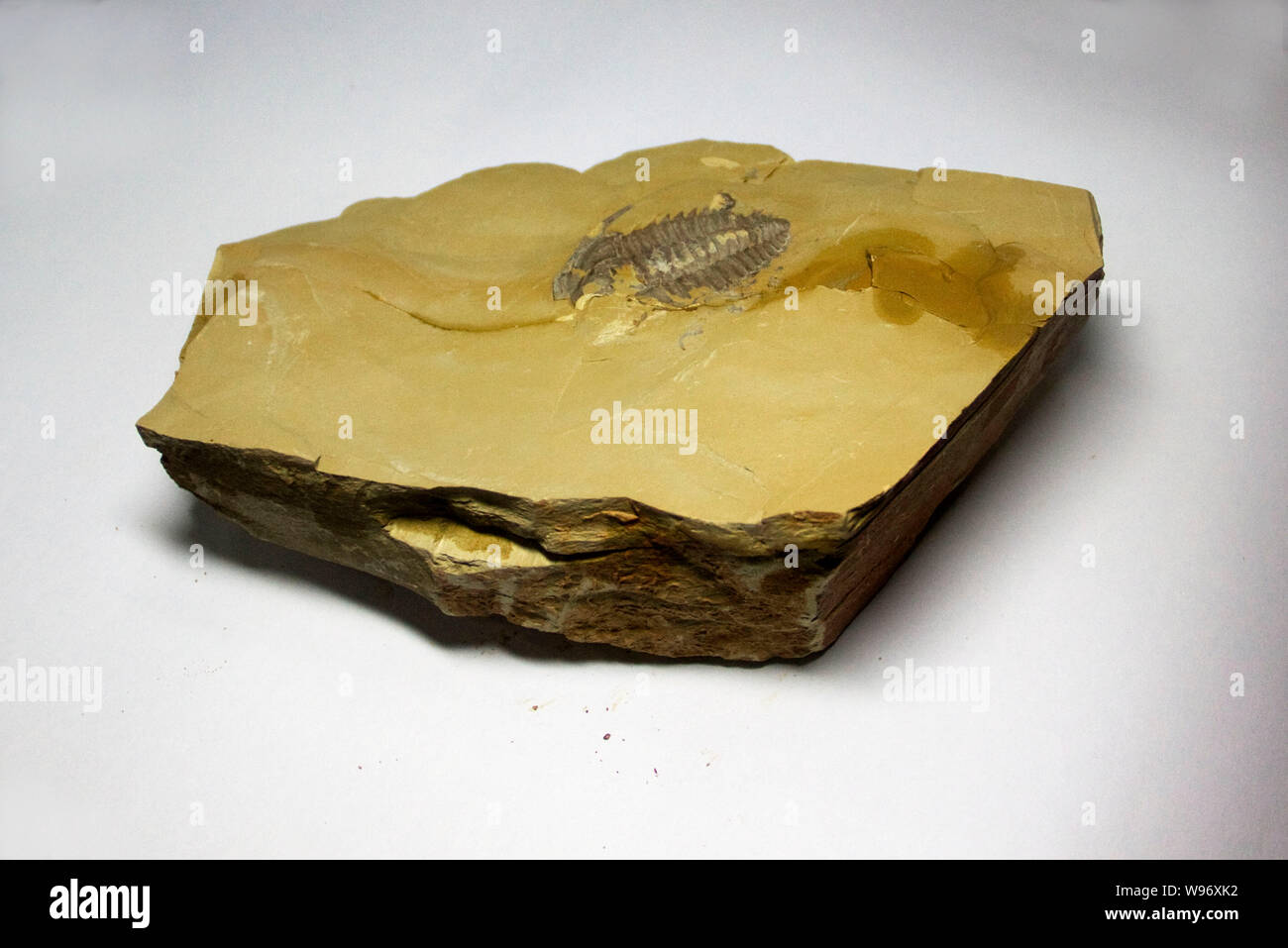 Chengjiang fossil hi-res stock photography and images - Alamy