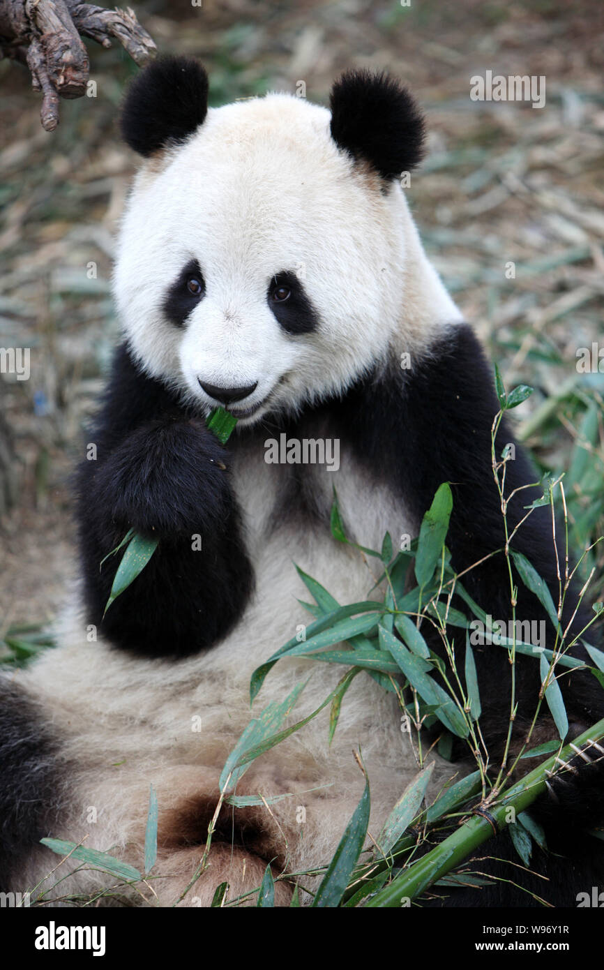 --FILE--Giant panda Xing Rong (Xingrong) eats bamboo at the Chengdu ...