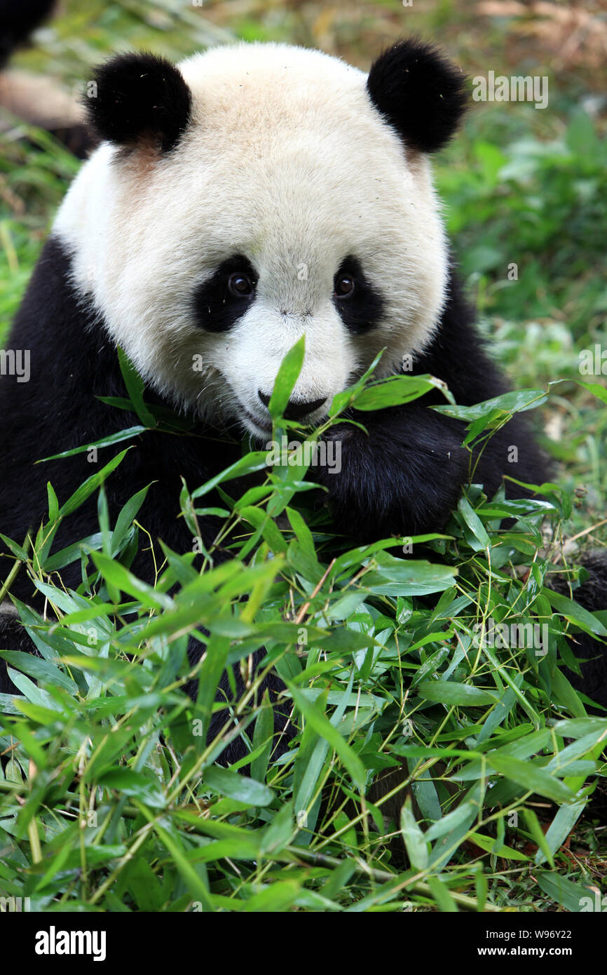 --FILE--Giant panda Qi Qi (Qiqi) eats bamboo at the Chengdu Research ...