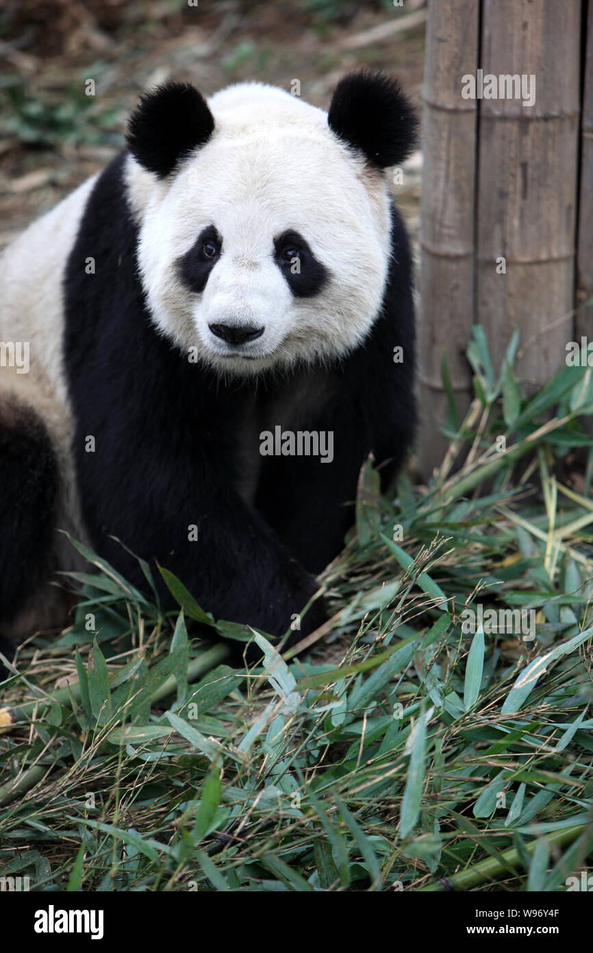 --FILE--Giant panda Xing Ya (Xingya) looks on at the Chengdu Research ...