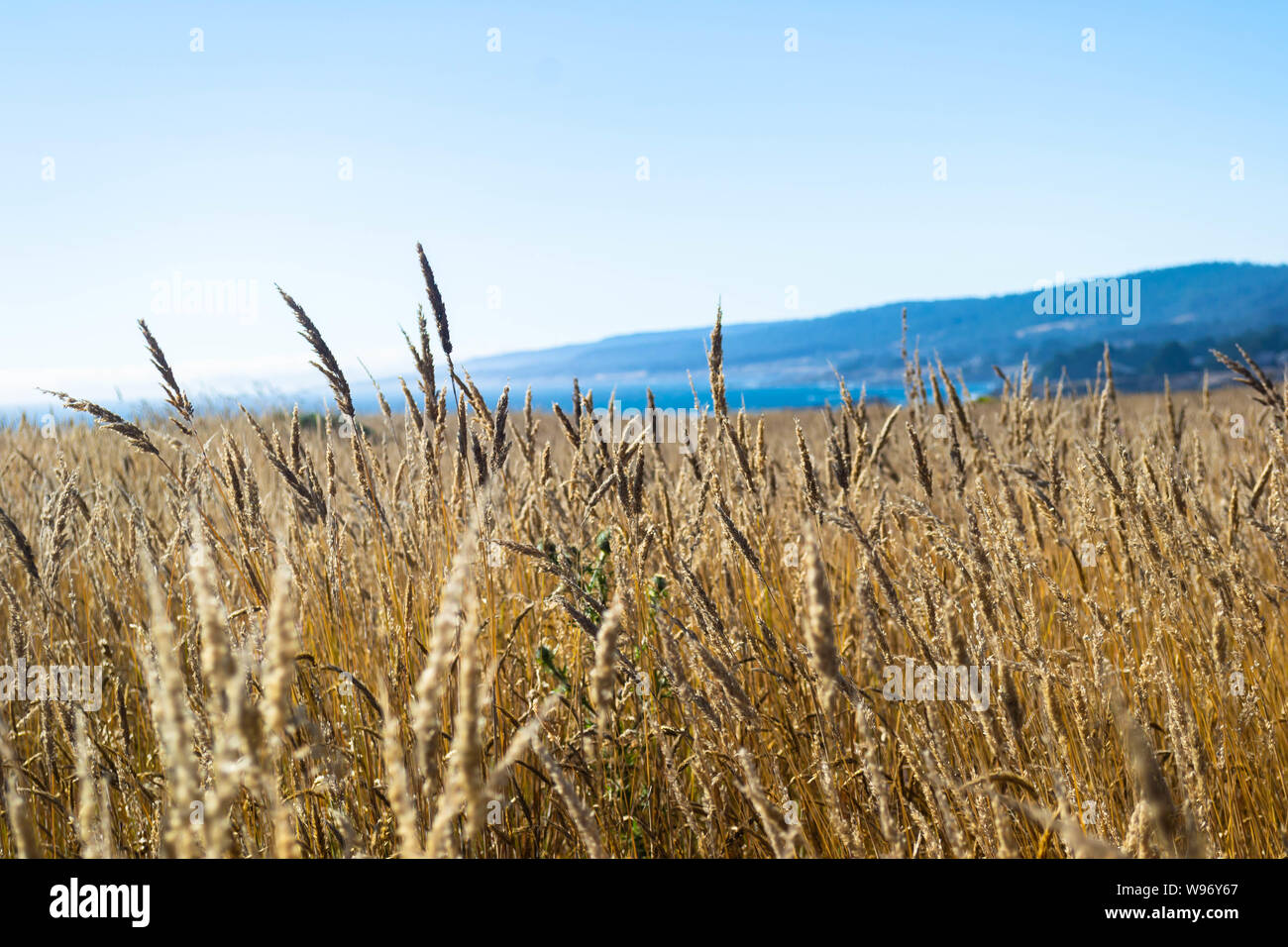 an amber field of grasses gives way to rolling hills and coastline in ...