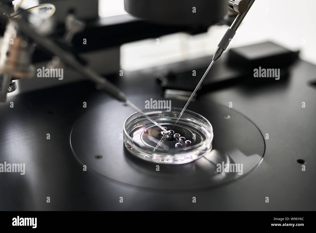 Process of in vitro fertilization in laboratory Stock Photo - Alamy