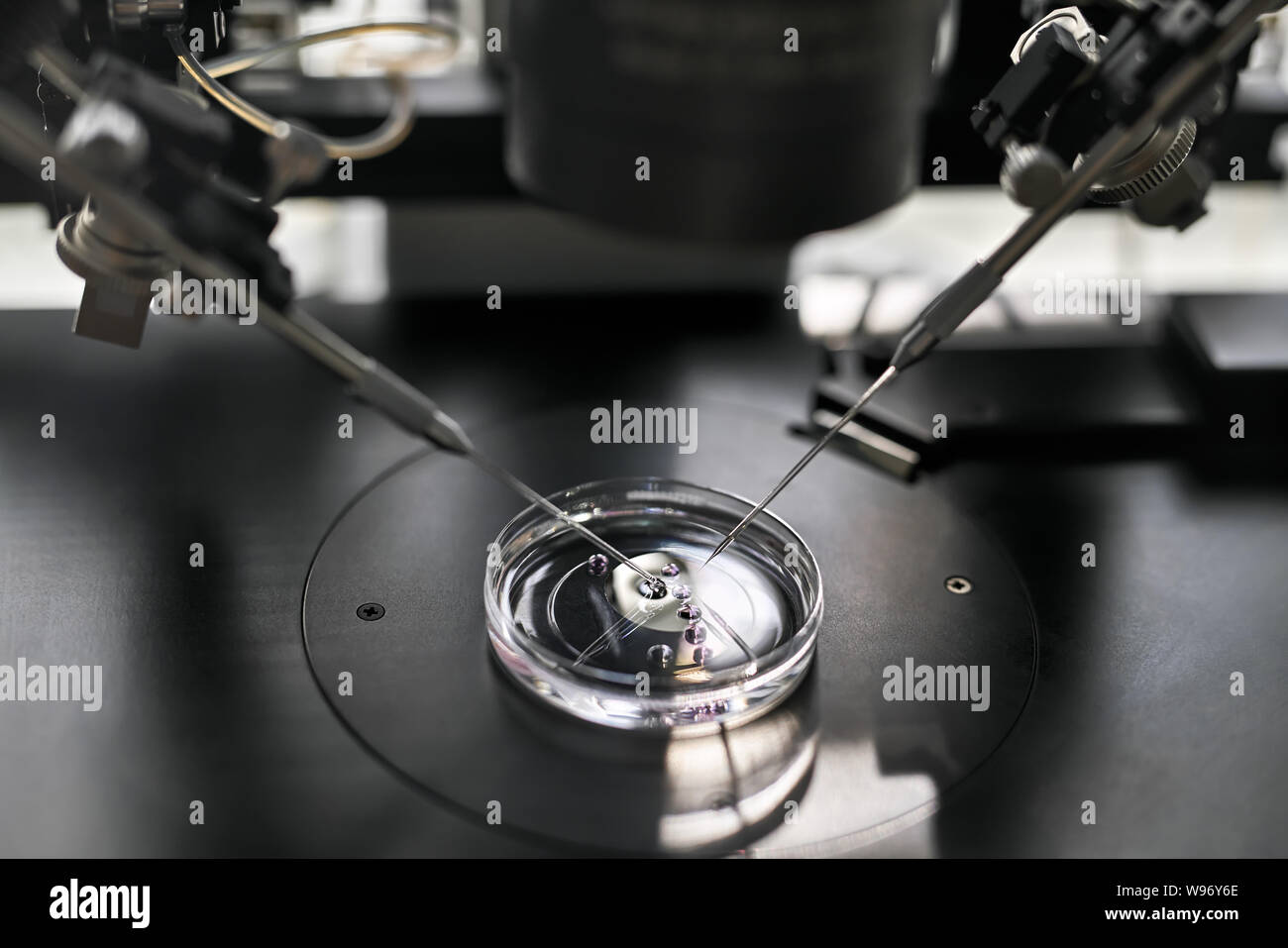 Process of in vitro fertilization in laboratory Stock Photo - Alamy