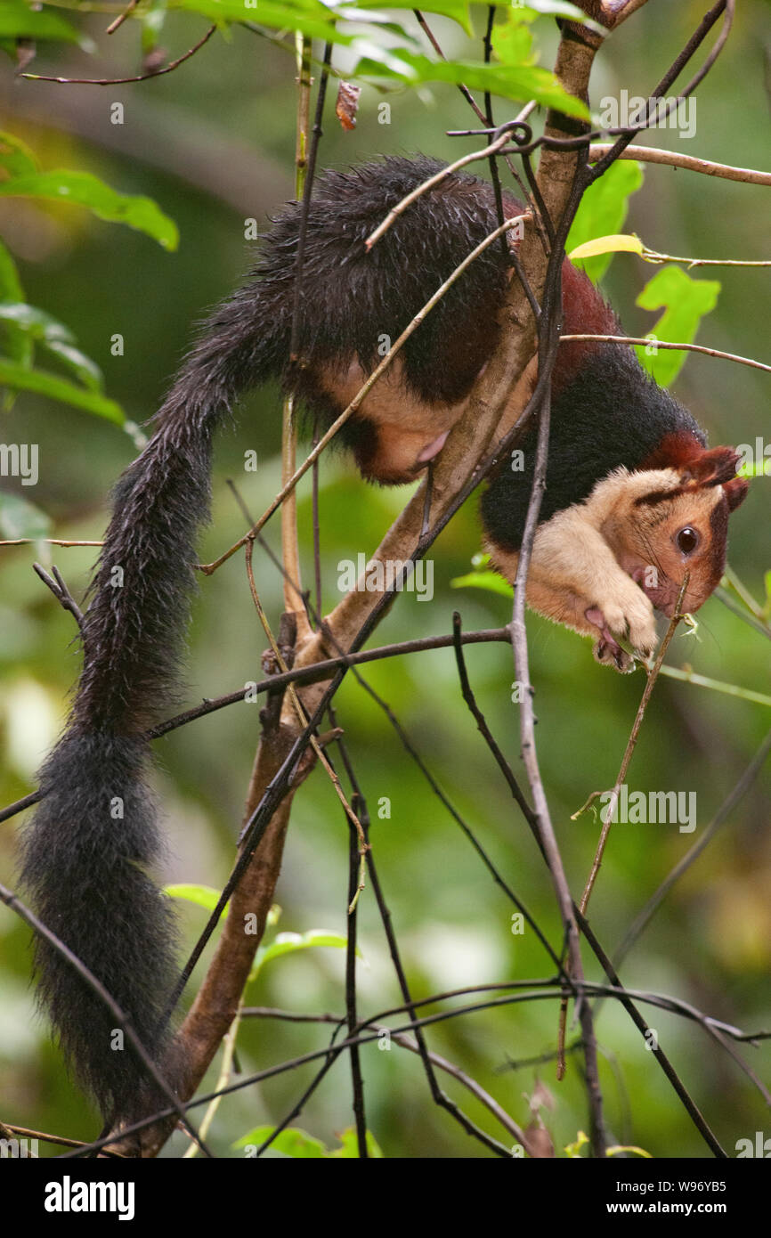 Indian Giant Squirrel Size