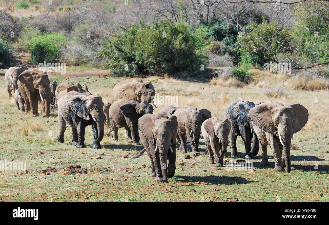 Elephants on the walk in Africa Stock Photo - Alamy