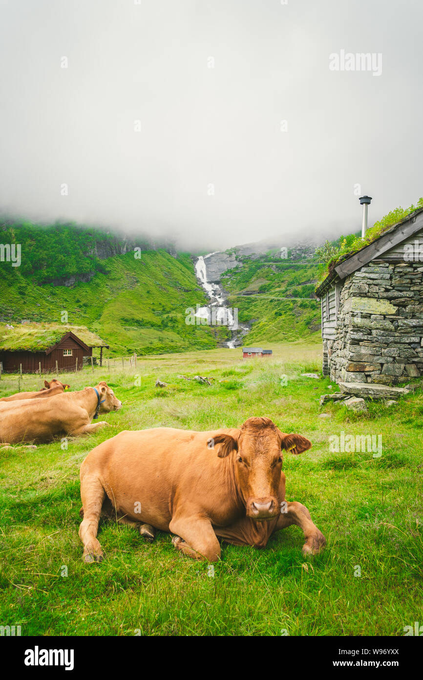 Funny brown cow on green grass in a field on nature in scandinavia ...
