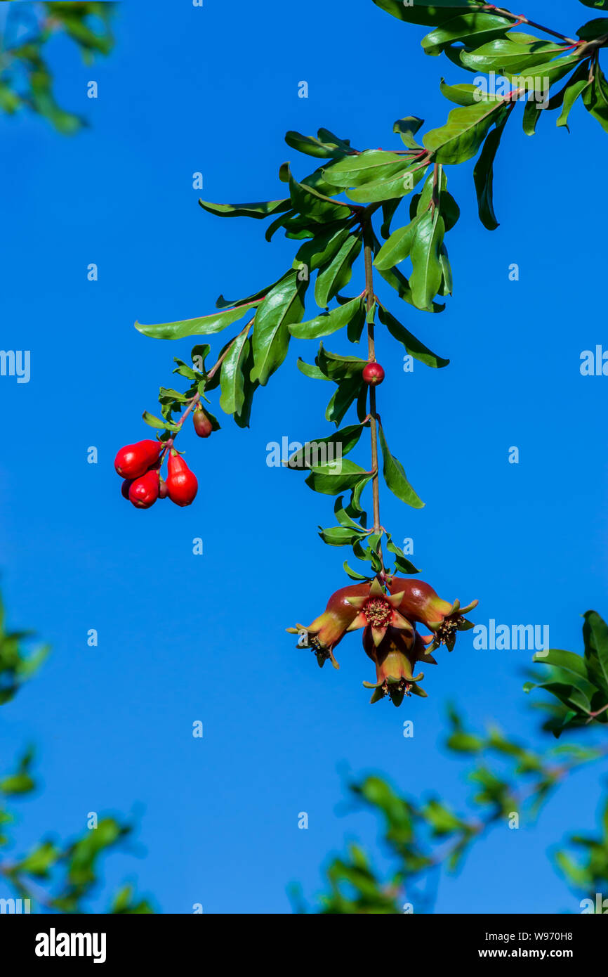 Pomegranate branch with flower and small green fruits on the tree with ...