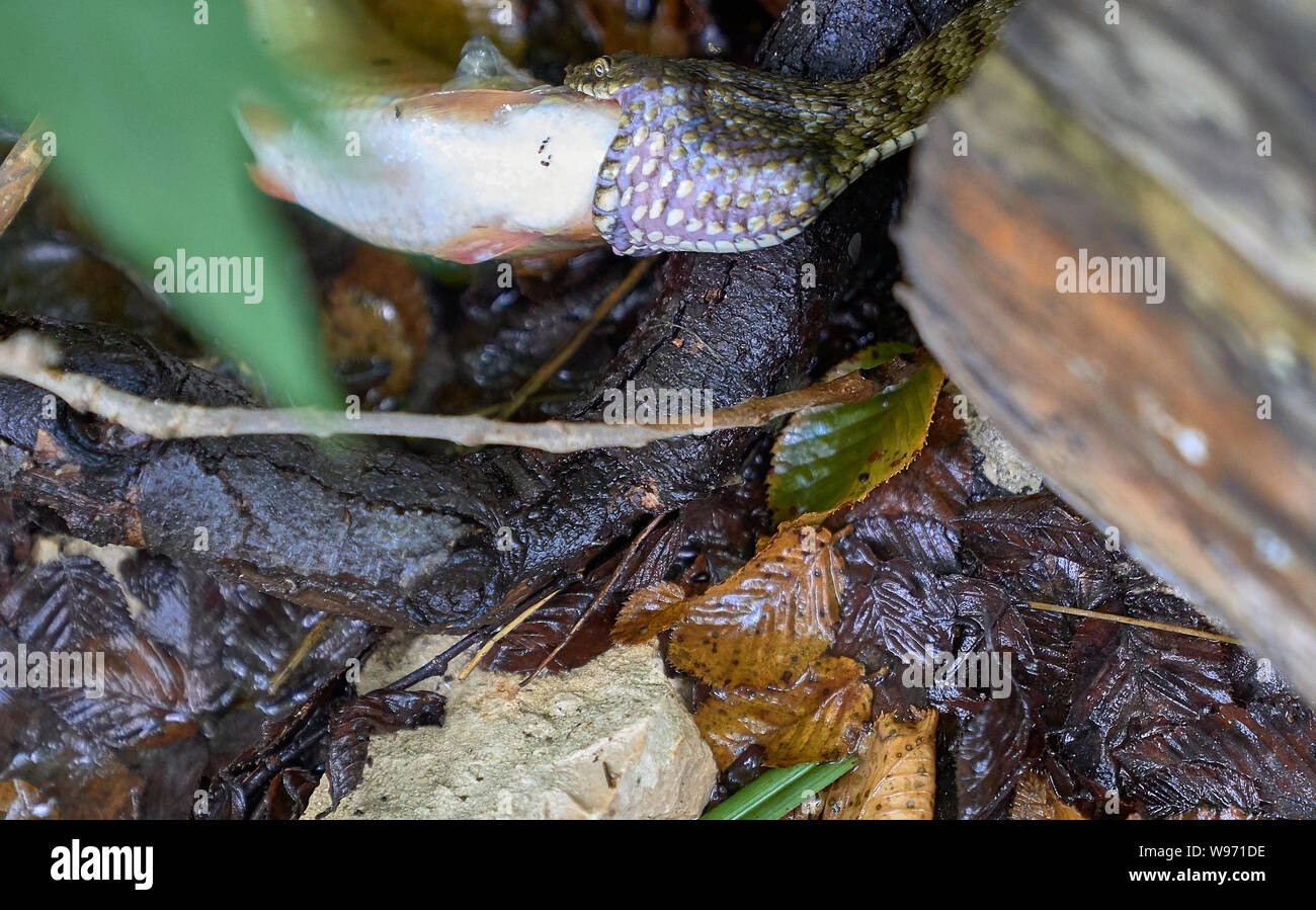 Boa constrictor eating hi-res stock photography and images - Alamy