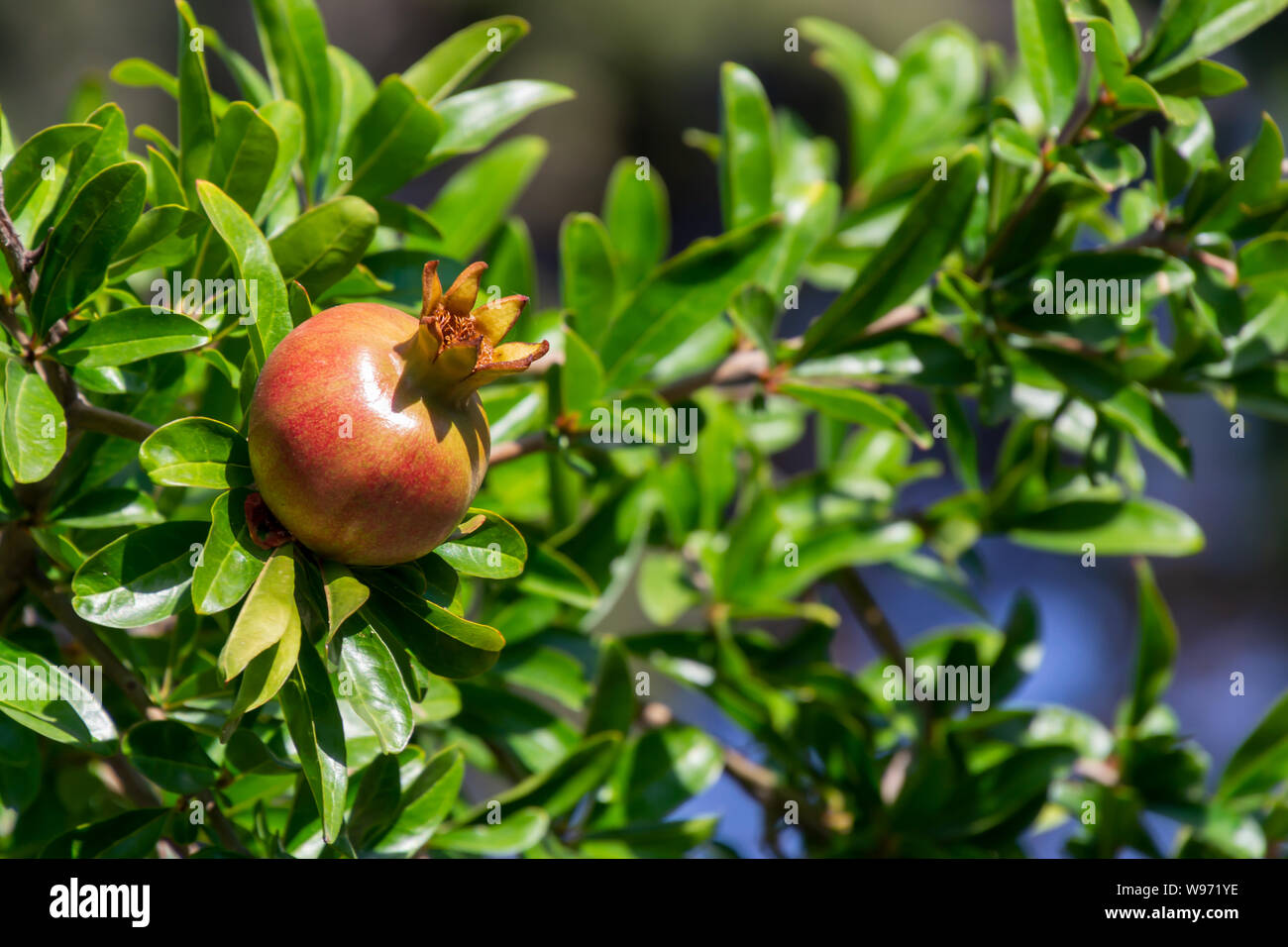 Pomegranate fruit hanging on a tree with sunset beams and blurred ...